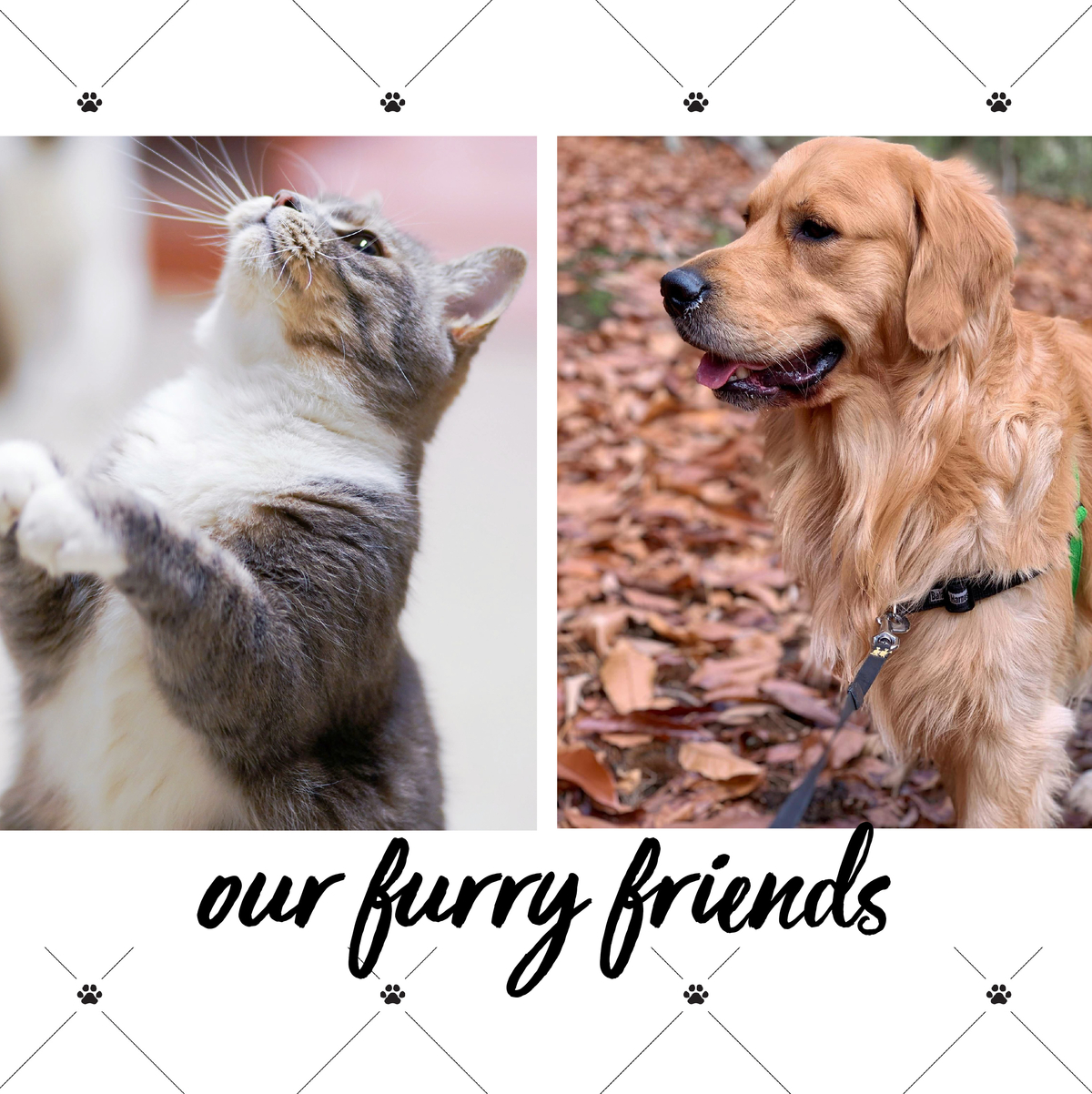 Sentimental Furry Friends Pet Book - Pet Photo Books